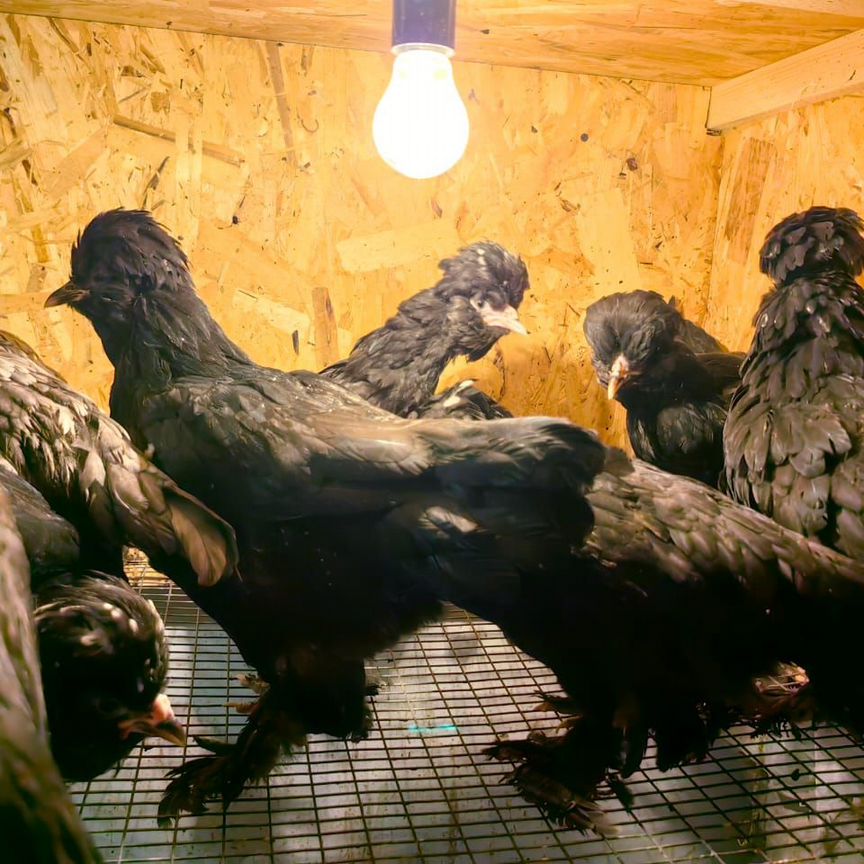 Продам петушка султанки