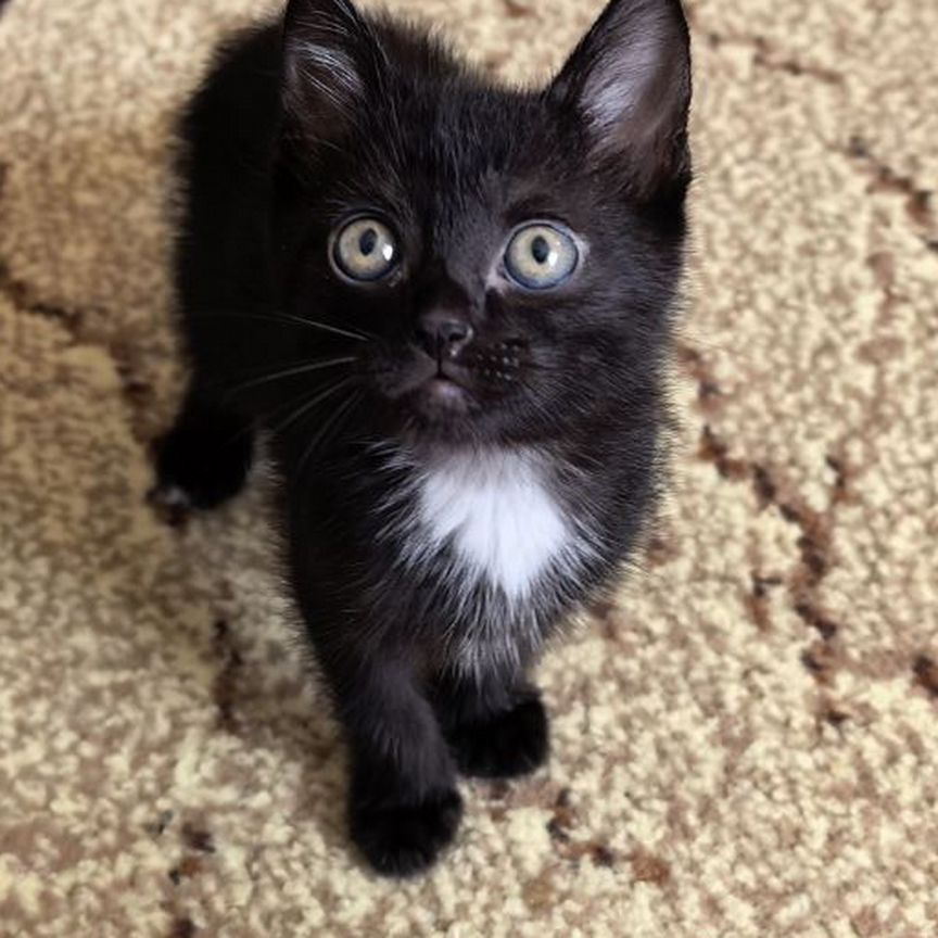 Сибирский котёнок