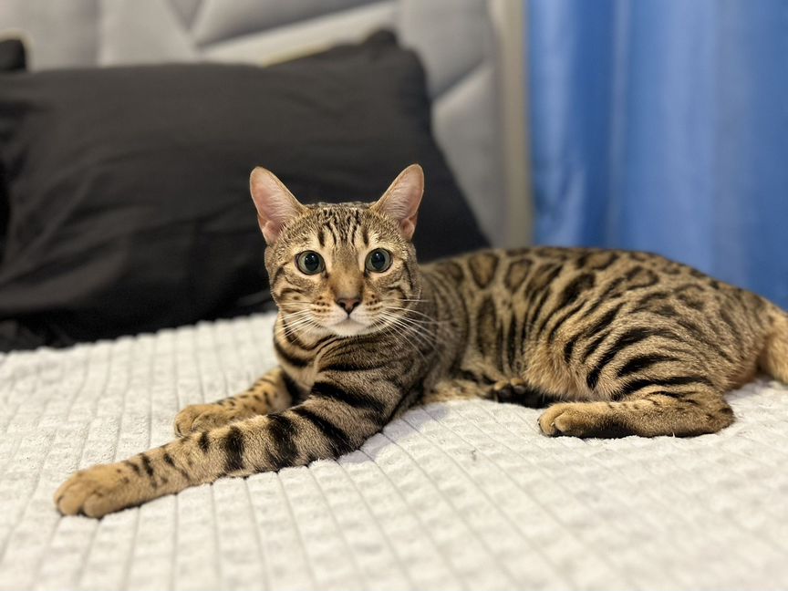 Бенгальская кошка