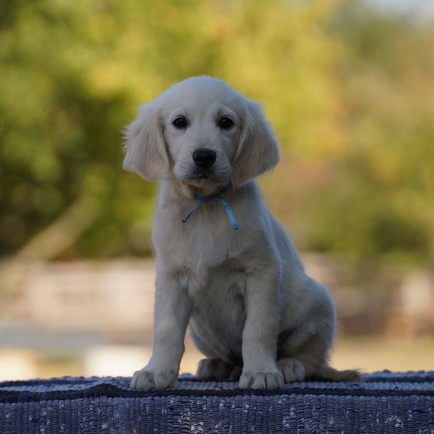 Питомник Голден Ретривер