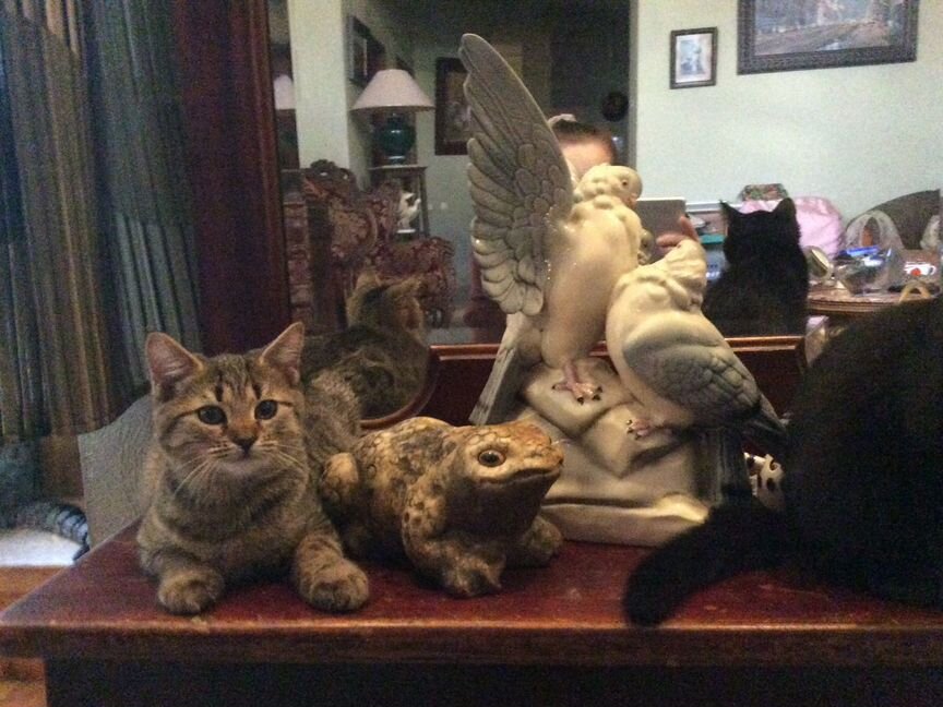 Котята из уникальной семьи ищут родителей