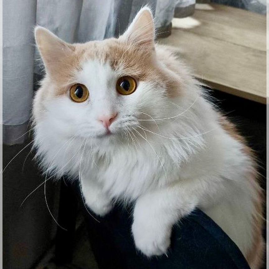 Британский длинношёрстный котёнок