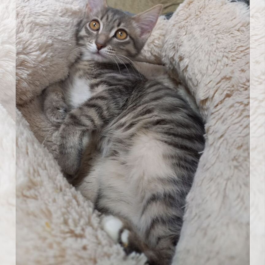 Котёнок в добрые руки