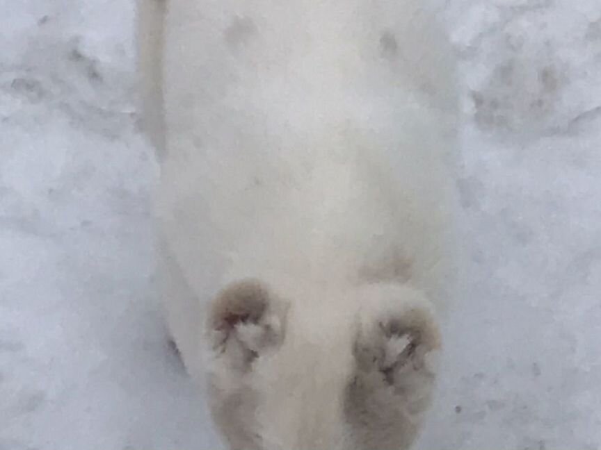 Собака