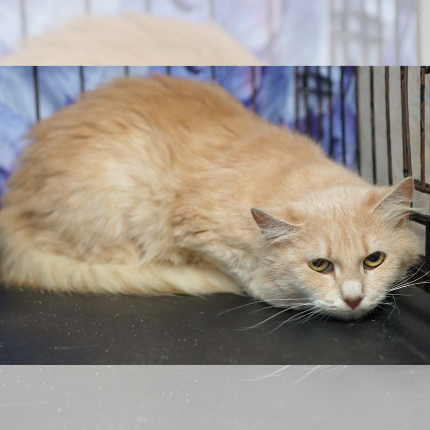 Взрослая, кошка в добрые руки