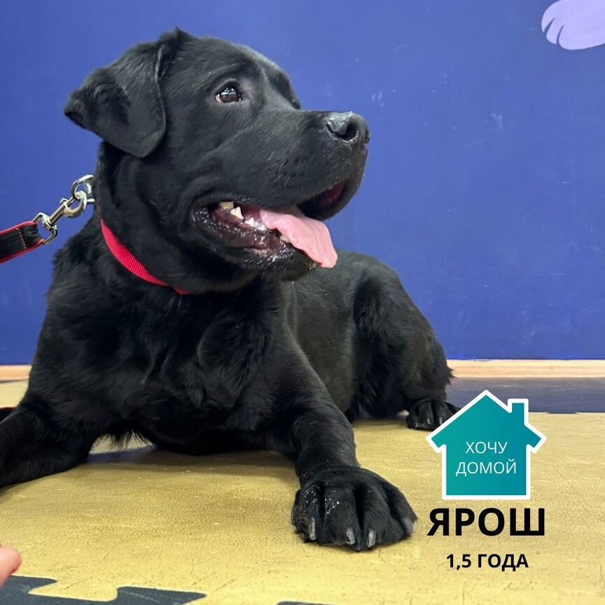 Любитель игр Ярош