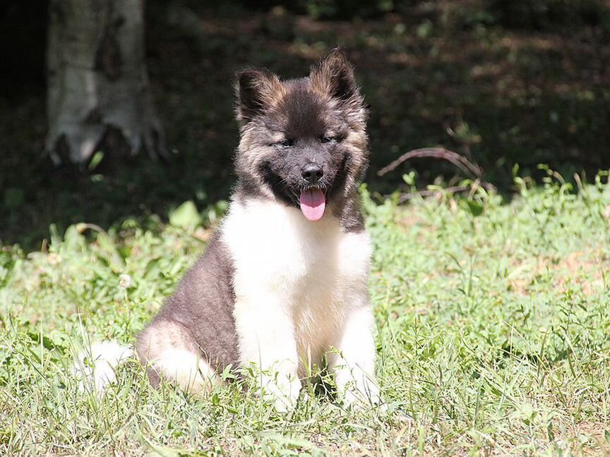 Собаки щенки