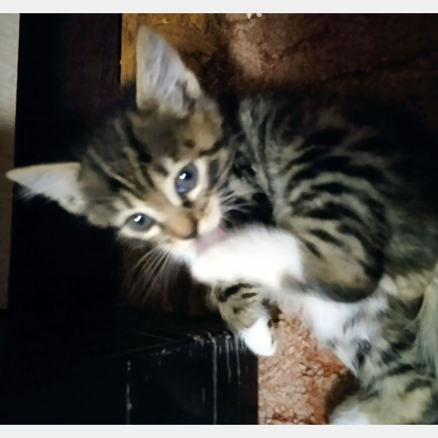 Котята в добрые руки