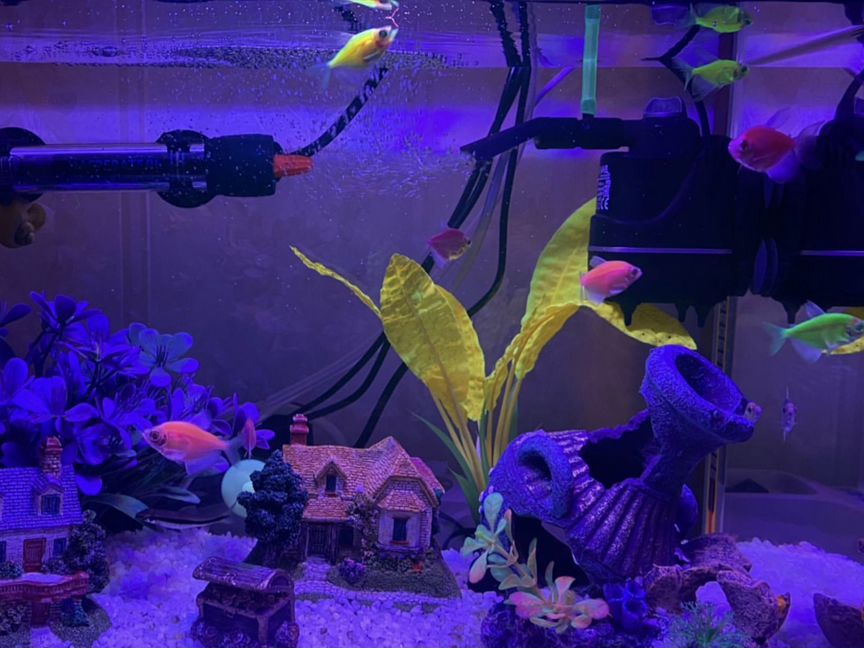 В добрые руки неоновые рыбки