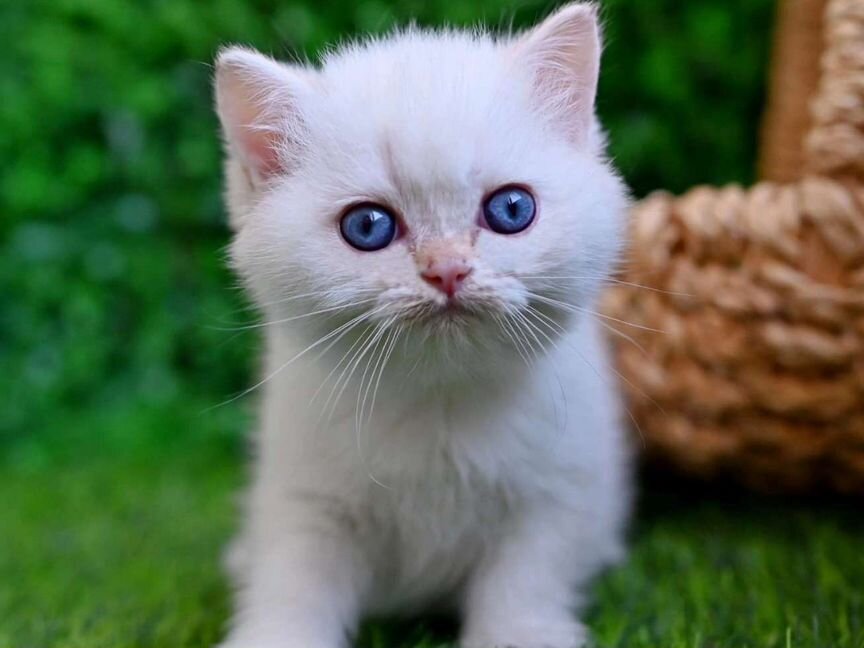 Британские котята золотая шиншилла
