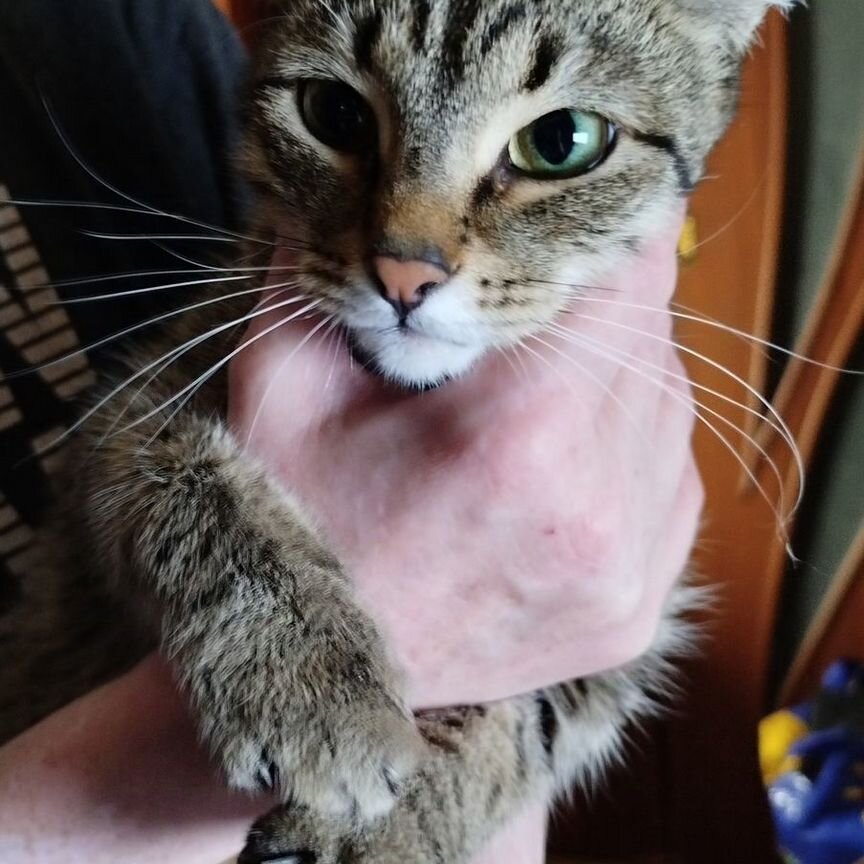 Нашлась кошка, очень молодая