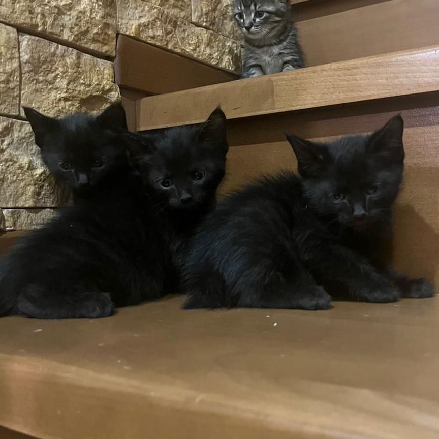 Котята в добрые руки