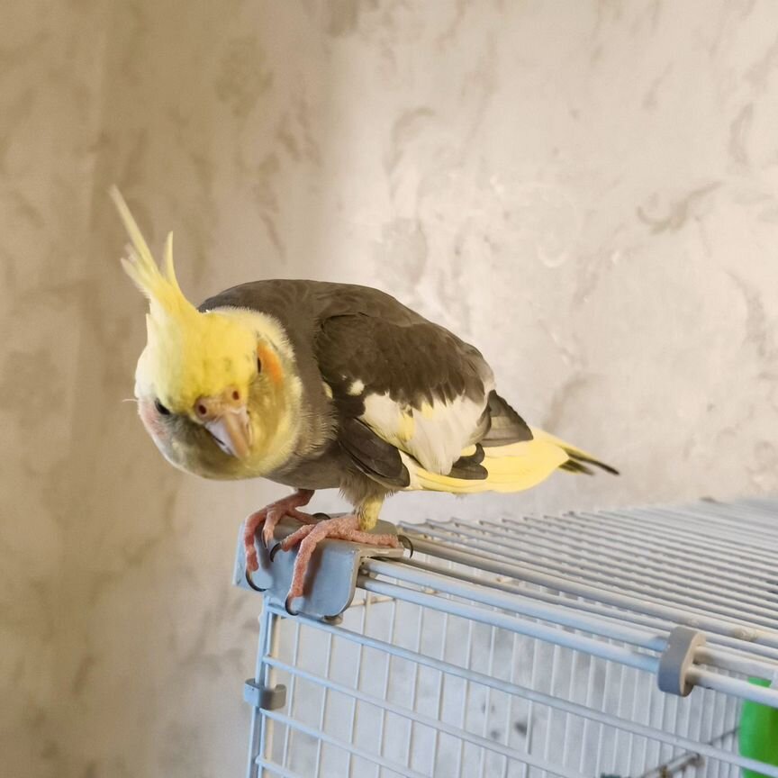 Попугай корелла девочка