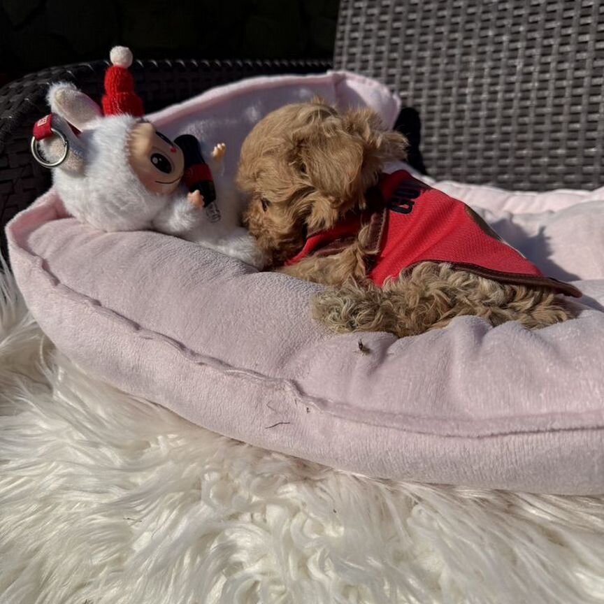 Мальтипу- лабубу