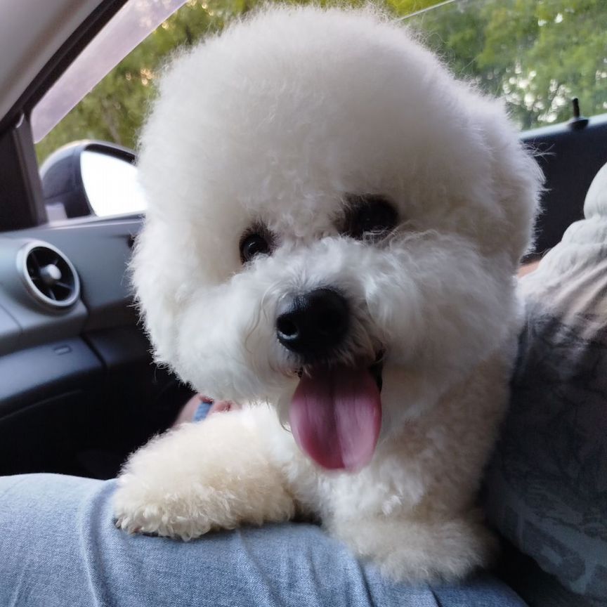 Бишон фризе, взрослый пёс