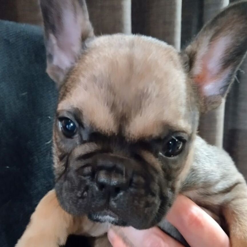 Щенки французского бульдога (девочка)