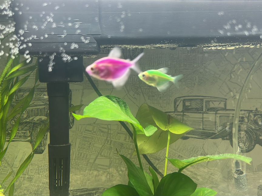 Аквариумные рыбки