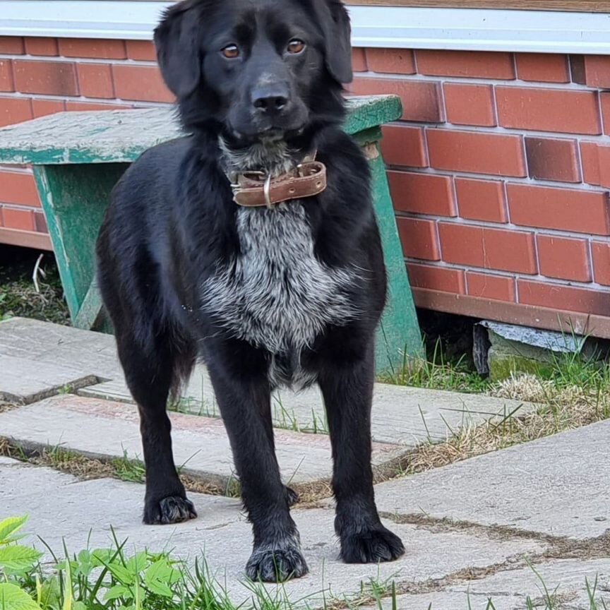 Маленькая собачка в опасности