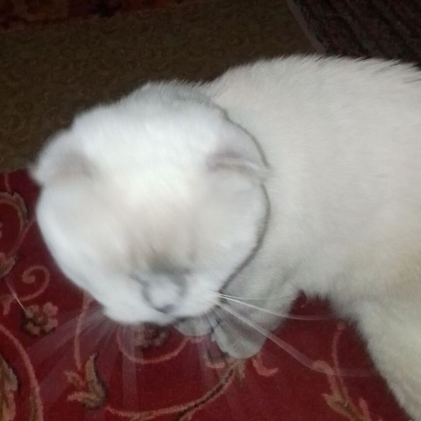 Чистокровный вислоушка шотландец