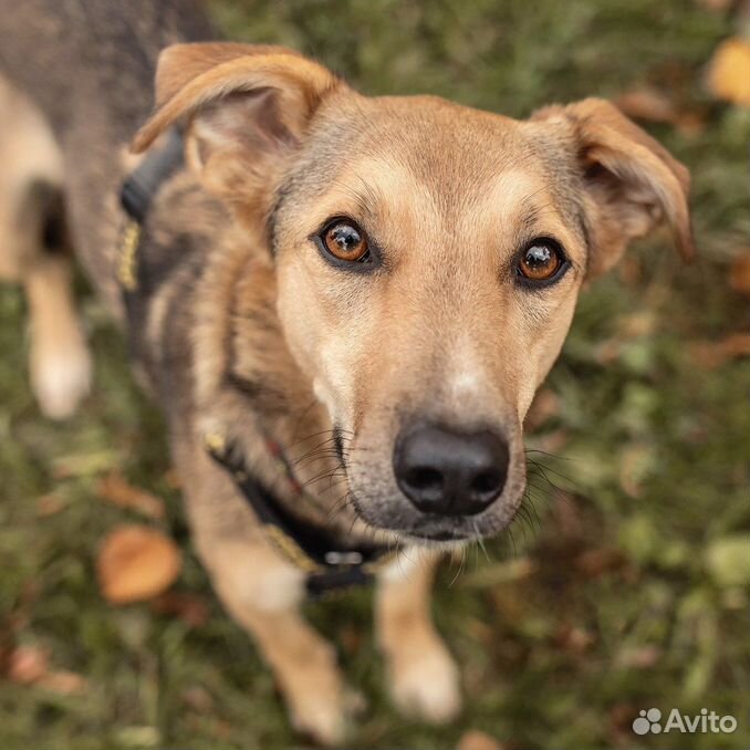 Фанта в добрые руки