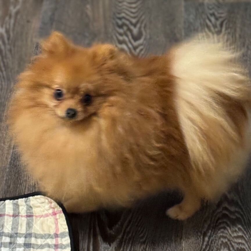 Померанский шпиц, щенок