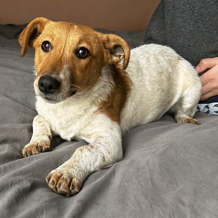 Фенотип Джек рассел терьера