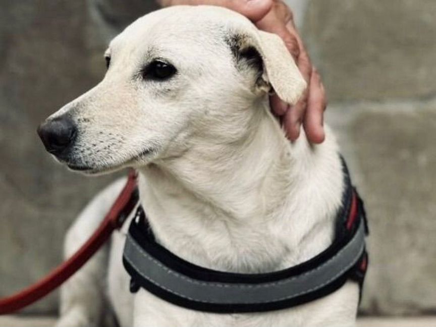 Небольшая собака в добрые руки