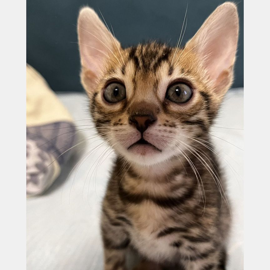 Бенгальская кошка