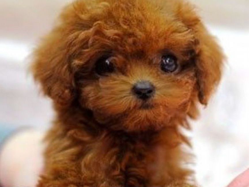 Элитный щенок Тедди тикап тойчик, Китай