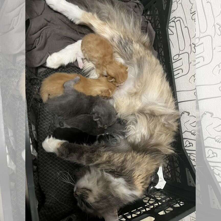 Котёнок в добрые руки