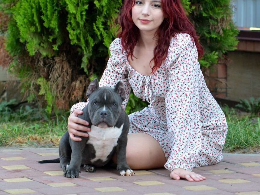 Американский булли покет Девочка