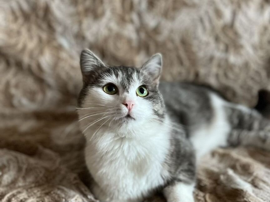 Кошка