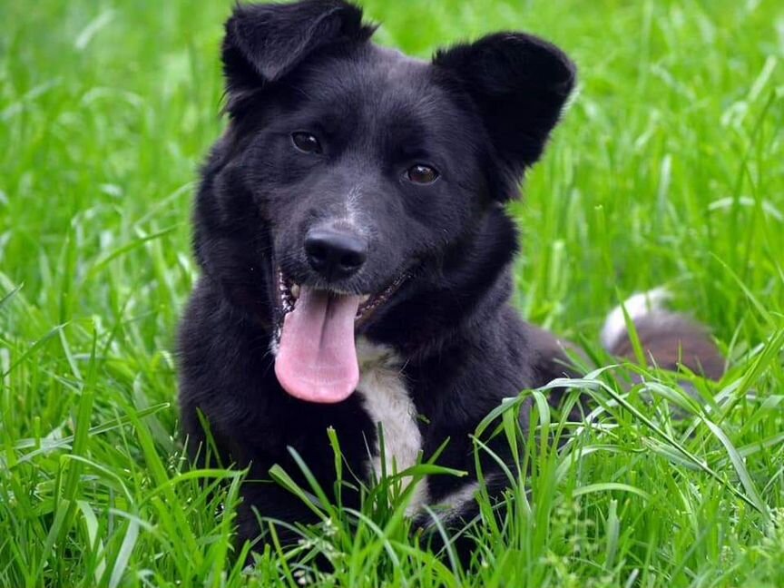 Собака Багира