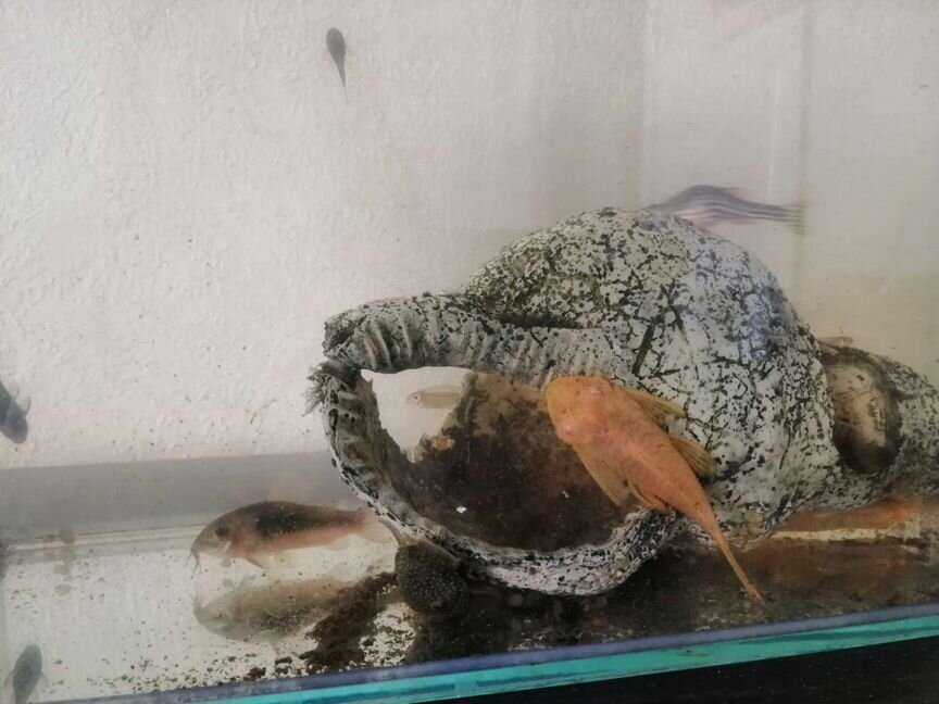 Аквариумные рыбки сомики