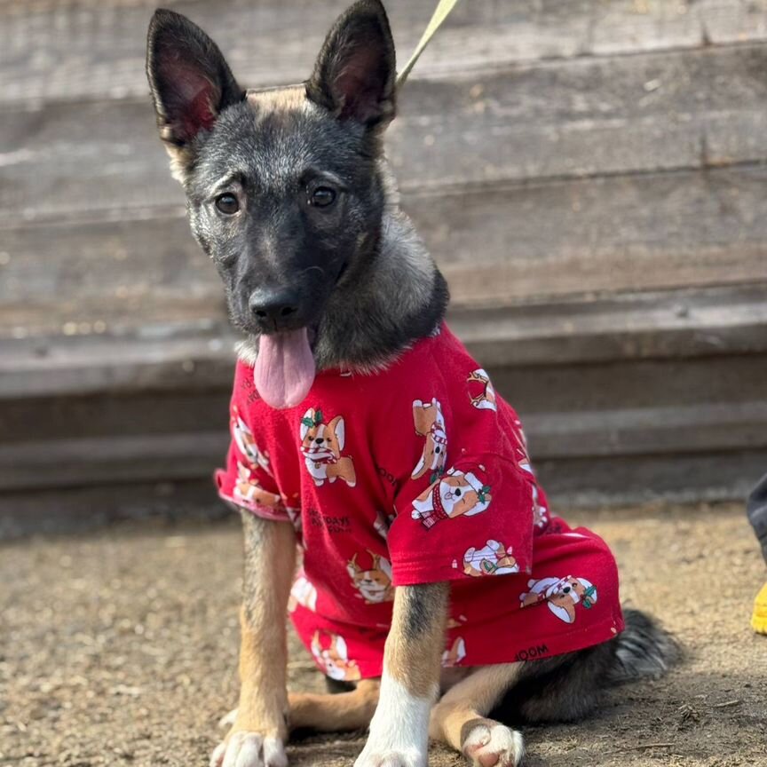 Щенок в добрые руки