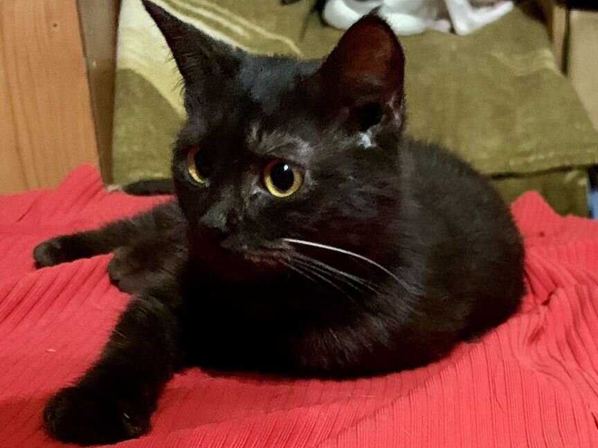 Котенок