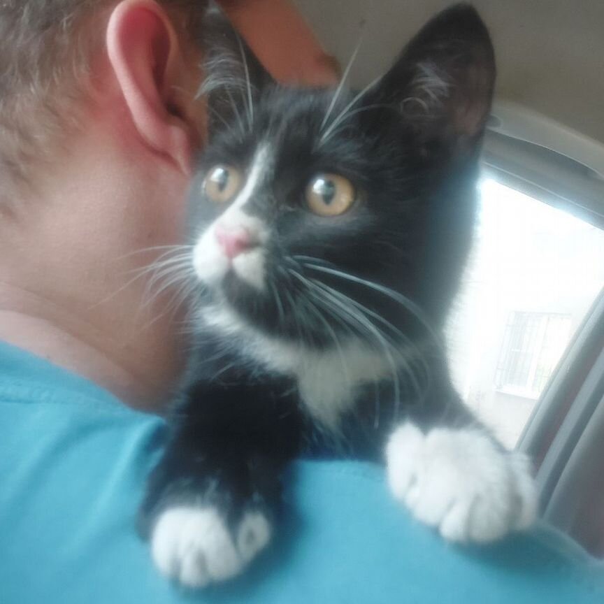 Отдам котенка в добрые руки