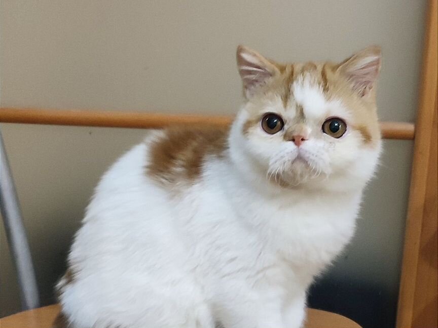 Симпатичный рыжик