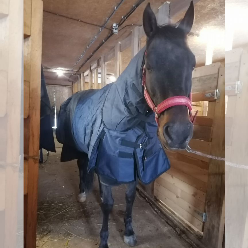 Попона 145 см новая зимняя утеплитель