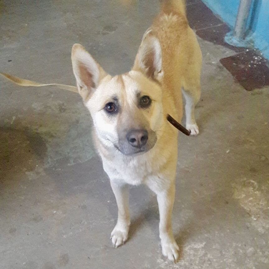 Взрослый пёс в добрые руки