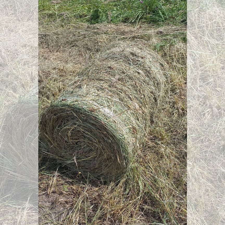 Продам сено в рулонах