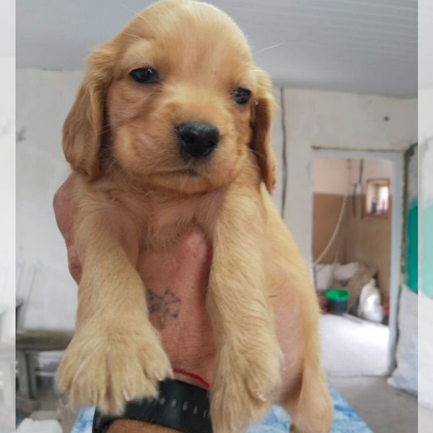 Кокер спаниель