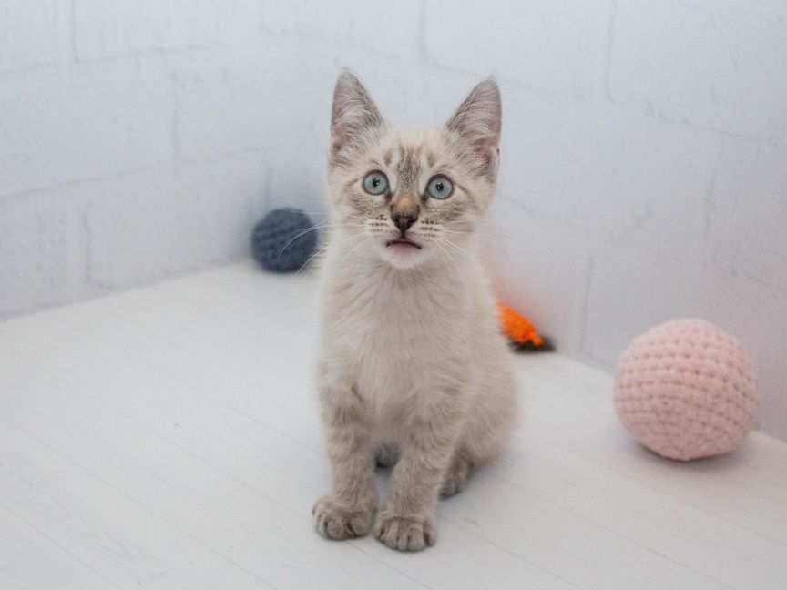 Маленький красавчик ищет дом