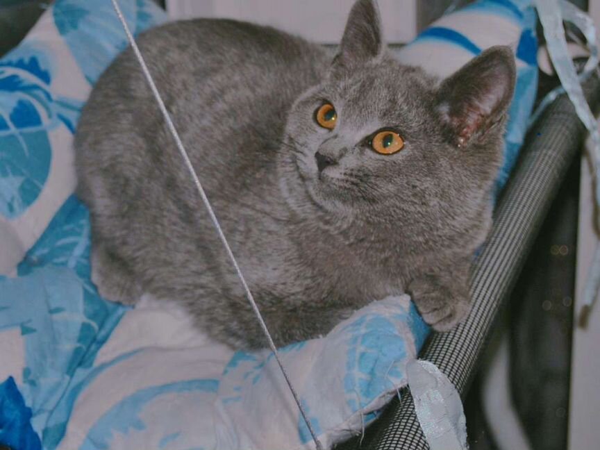 Британка метис в добрые руки