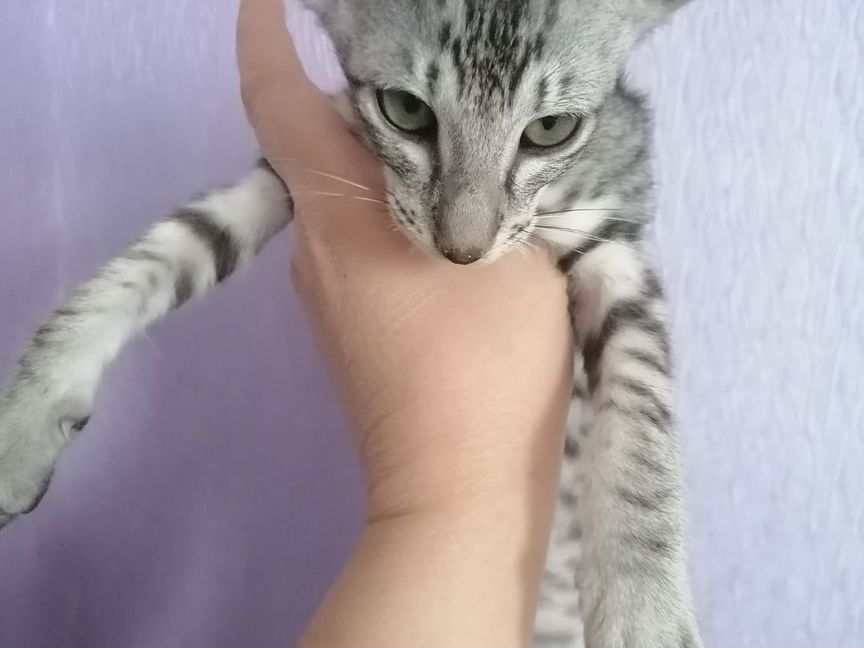 Ориентальный котенок мальчик
