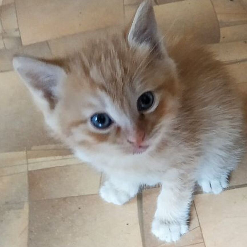 Котенок мальчик