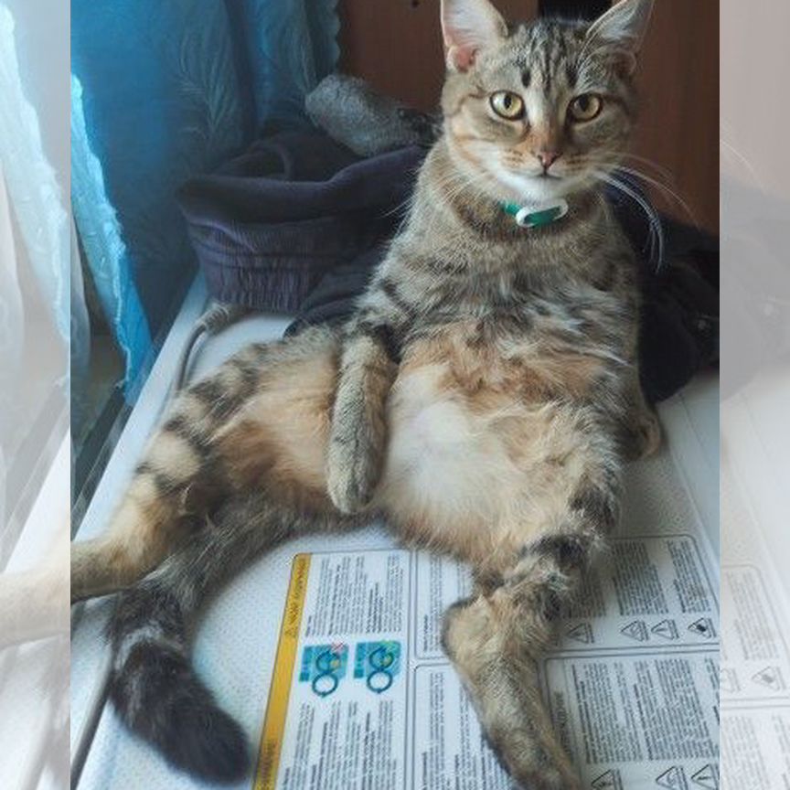 Взрослая, кошка в добрые руки