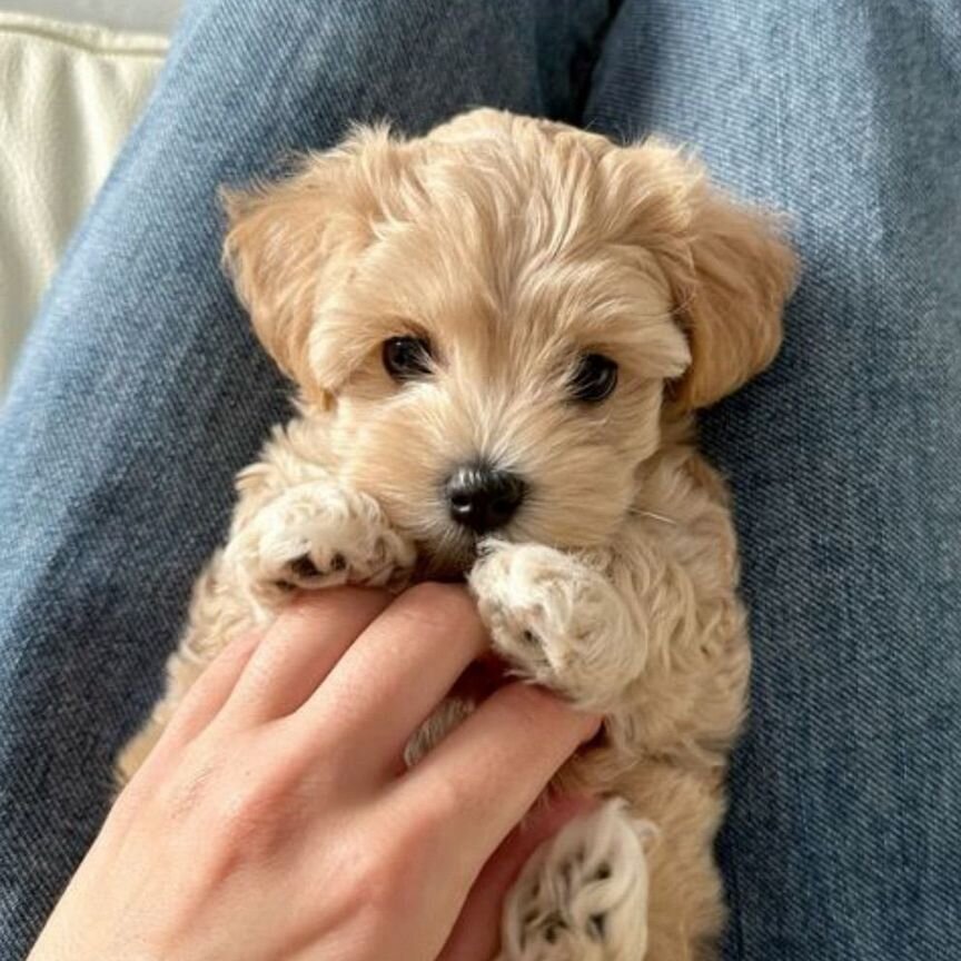 Мальтипу, щенок