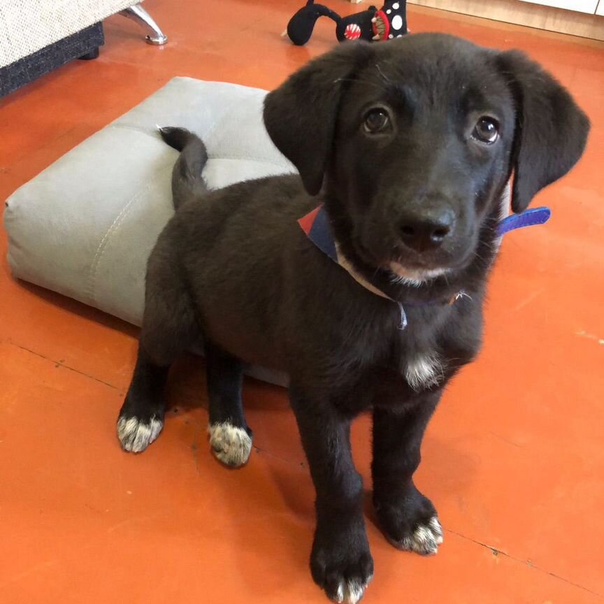 Отдам щенка в добрые руки