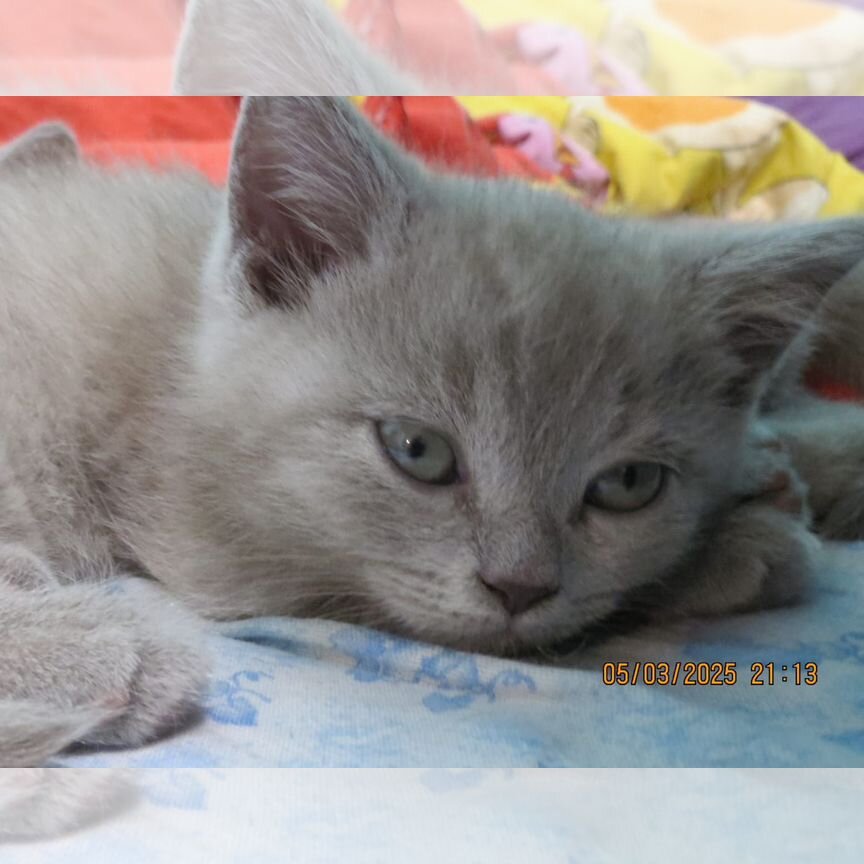 Шотландские котята мальчики